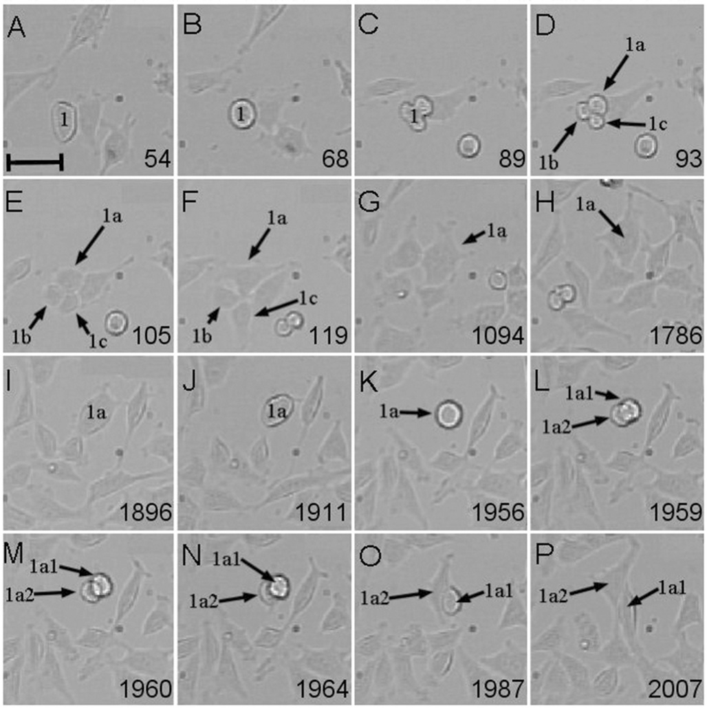 figure 4 time lapse photography of hela cell undergoing trivision ...